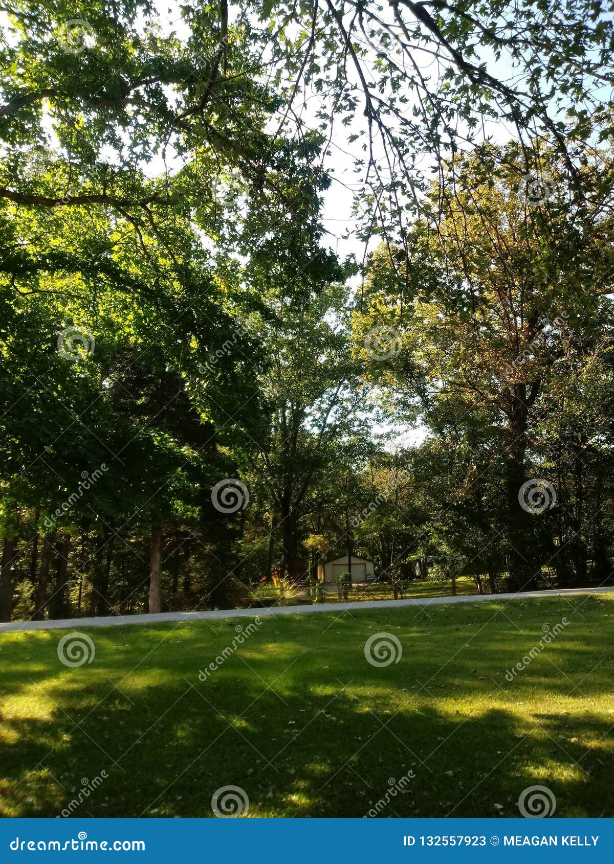 Trees stock image. Image of open, trees, scenery, land - 132557923