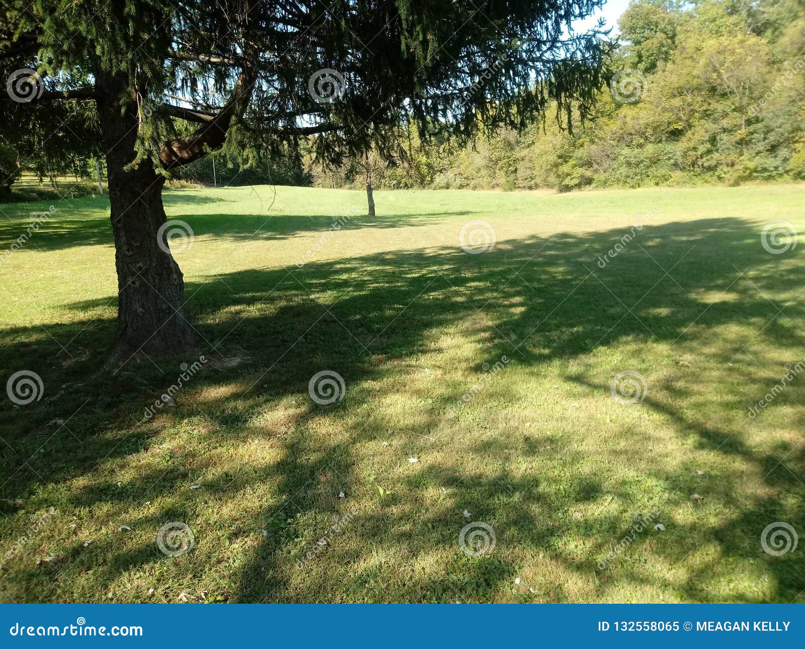 Trees stock image. Image of land, trees, open, scenery - 132558065