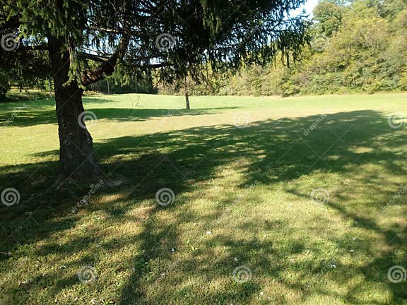 Trees stock image. Image of land, trees, open, scenery - 132558065