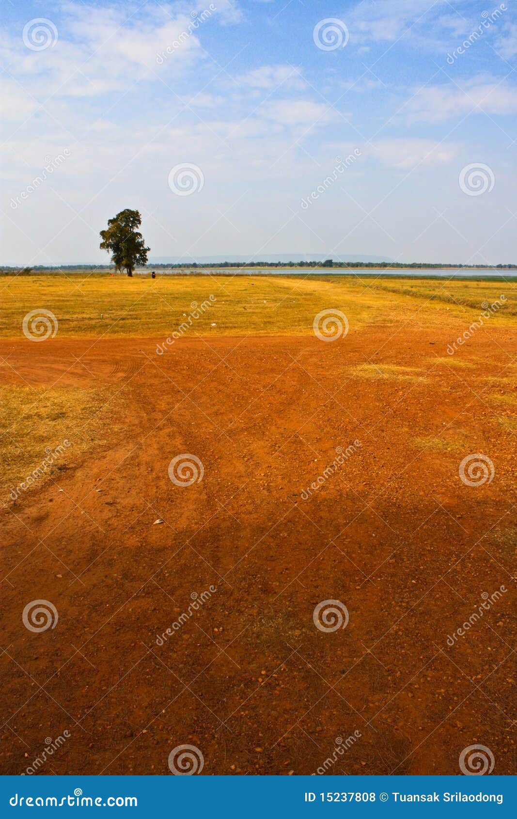 Trees on open space stock photo. Image of idyllic, grunge - 15237808