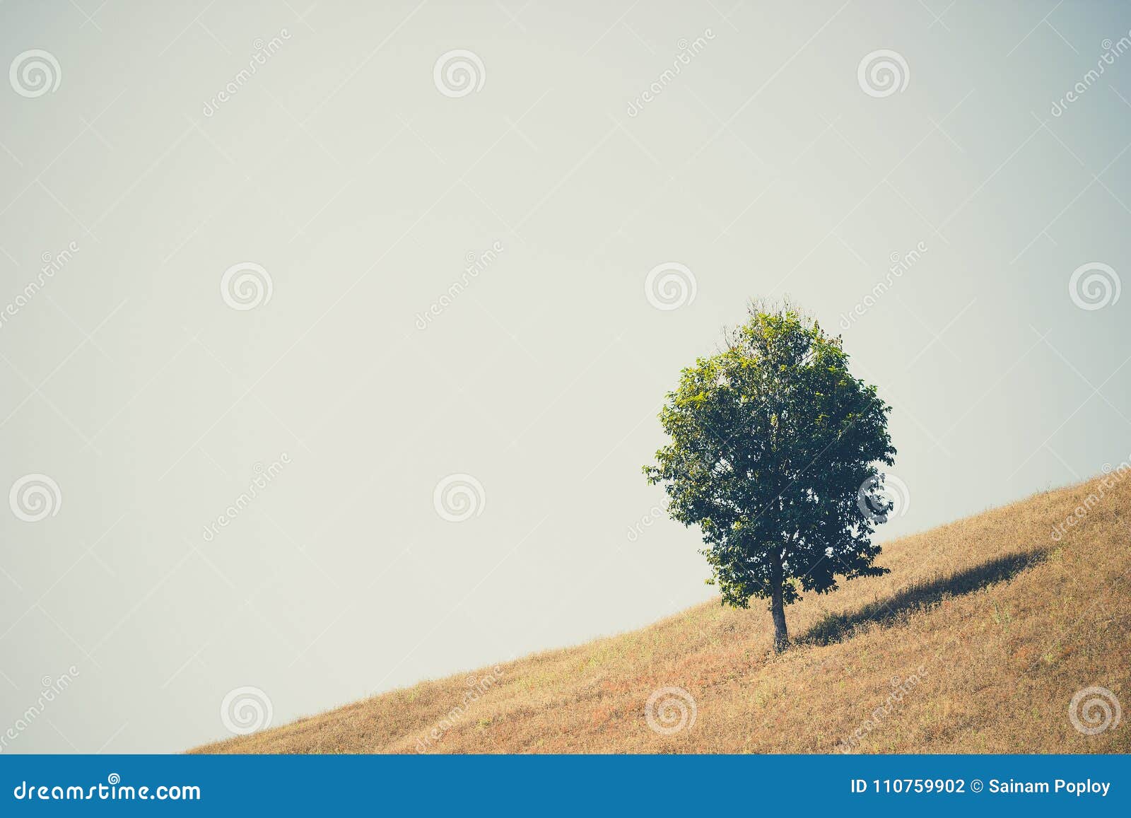 Trees in Open Space and the Sky. Stock Photo - Image of color ...