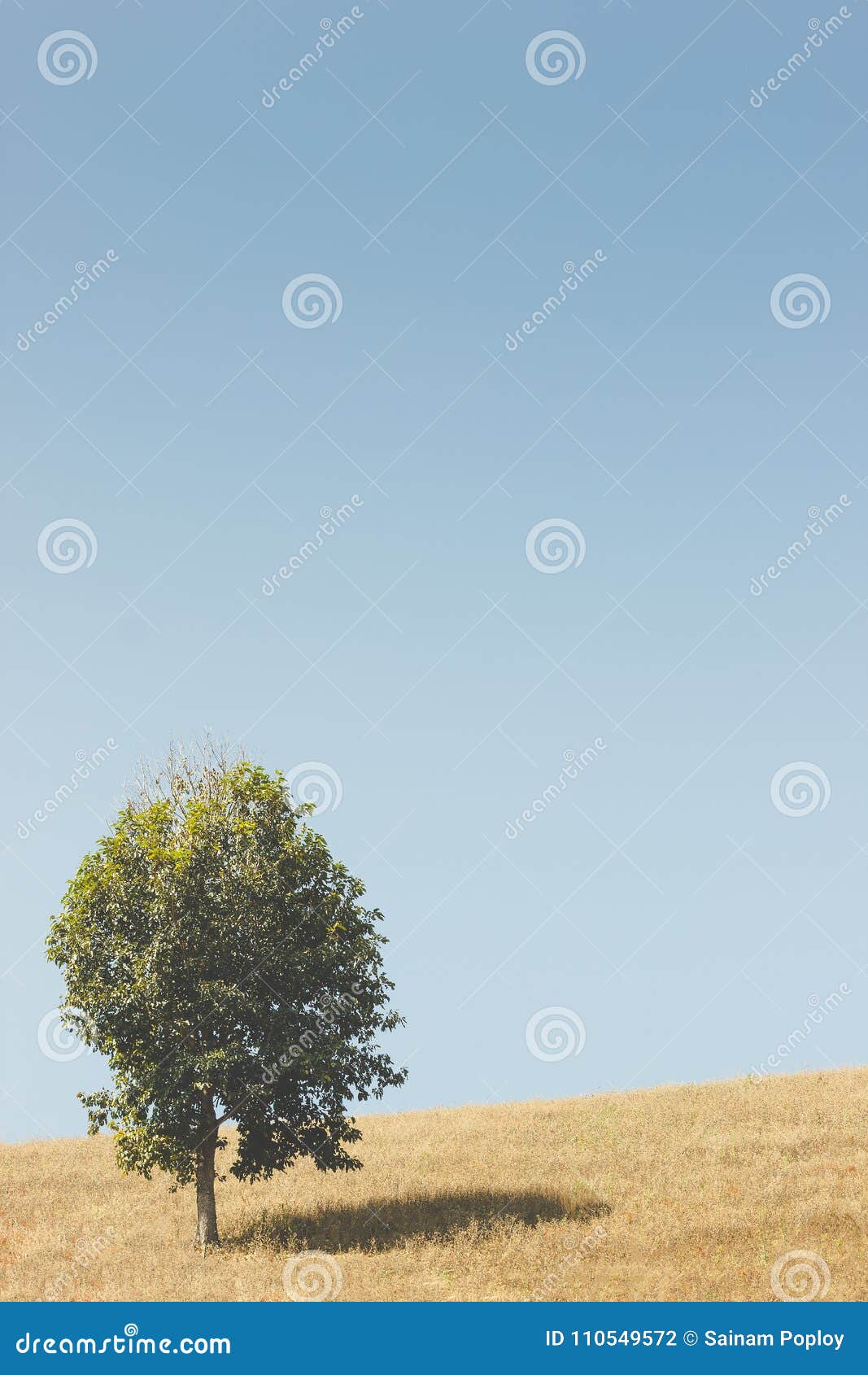 Trees in Open Space and the Sky. Stock Photo - Image of single, nature ...