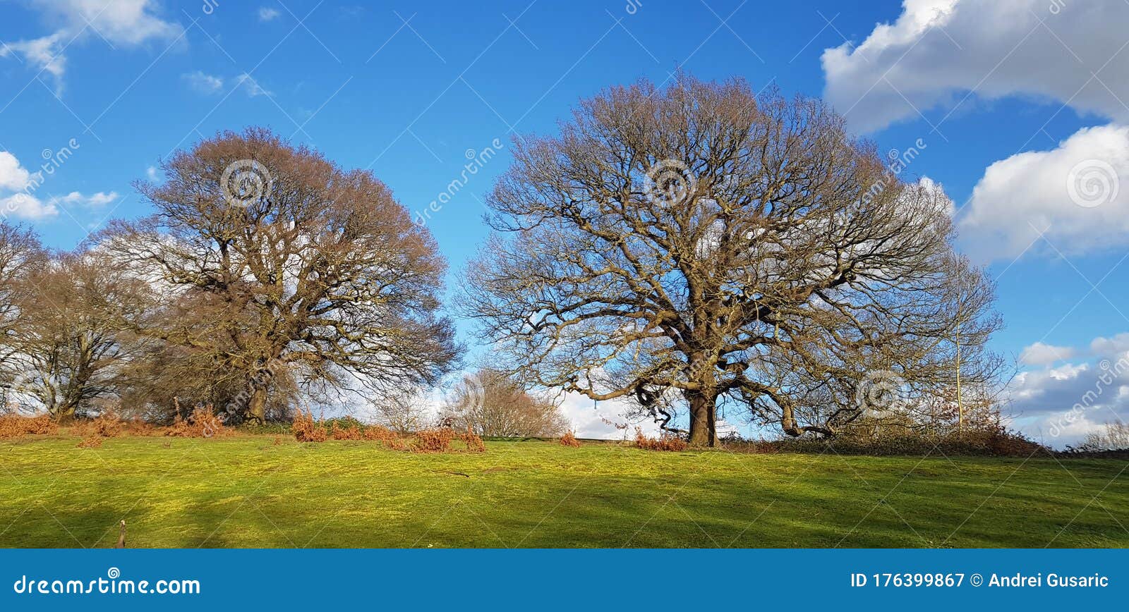 Trees are Opening Their Branches without Avoiding Each Other Stock ...