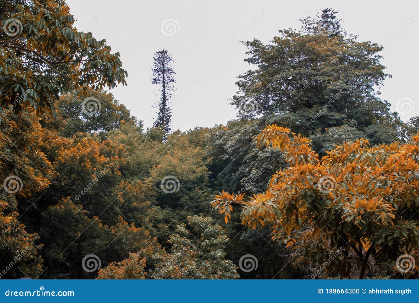 Trees of orange leave stock photo. Image of wilderness - 188664300