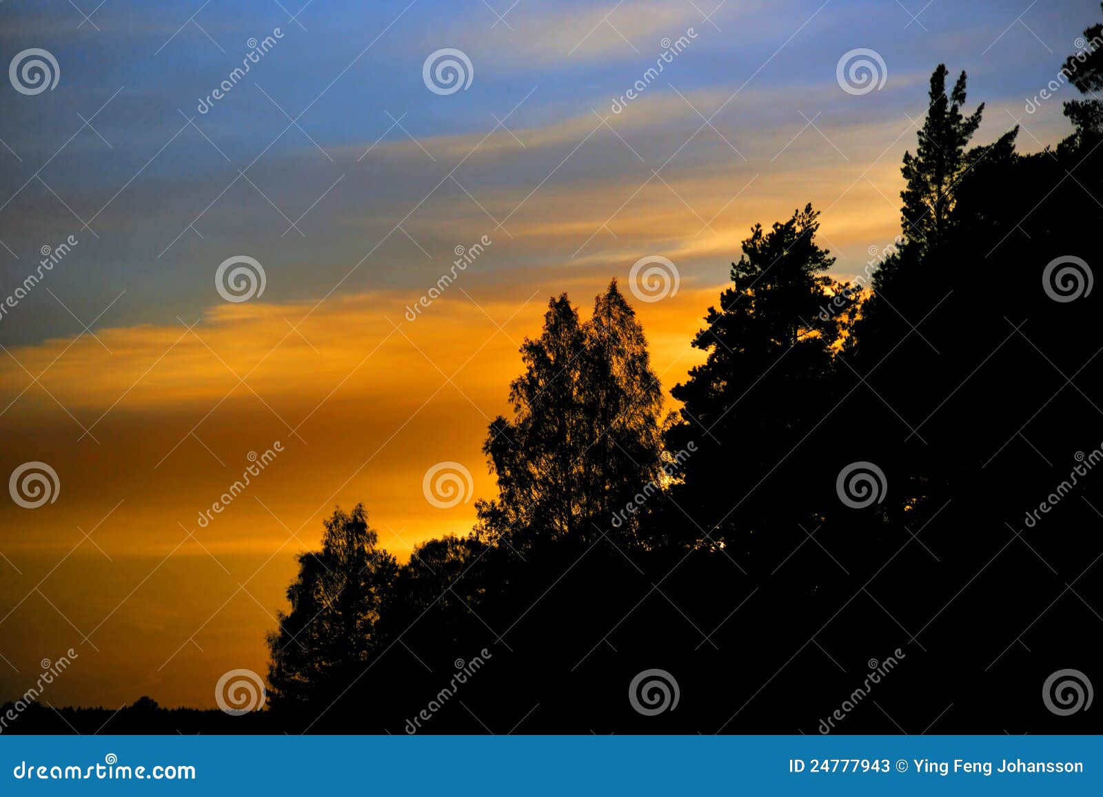 Trees on orange sky stock image. Image of dusk, tree - 24777943