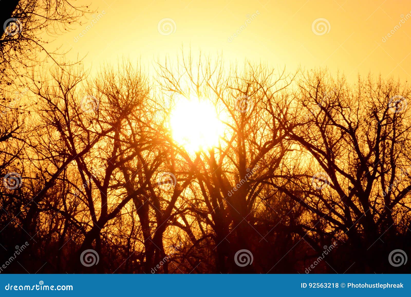 Trees and Orange Sky Sunset Stock Photo - Image of sunshine, beauty ...