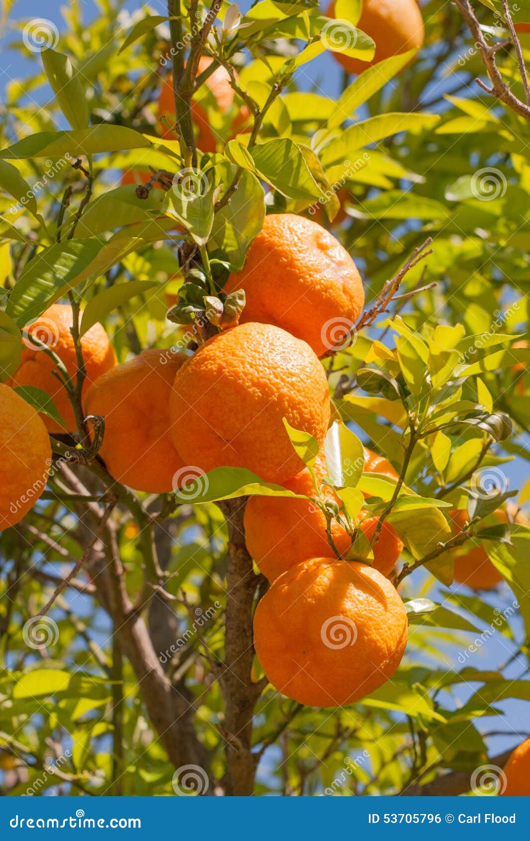 Trees with Oranges Typical,Spain Stock Photo - Image of orange, orchad ...