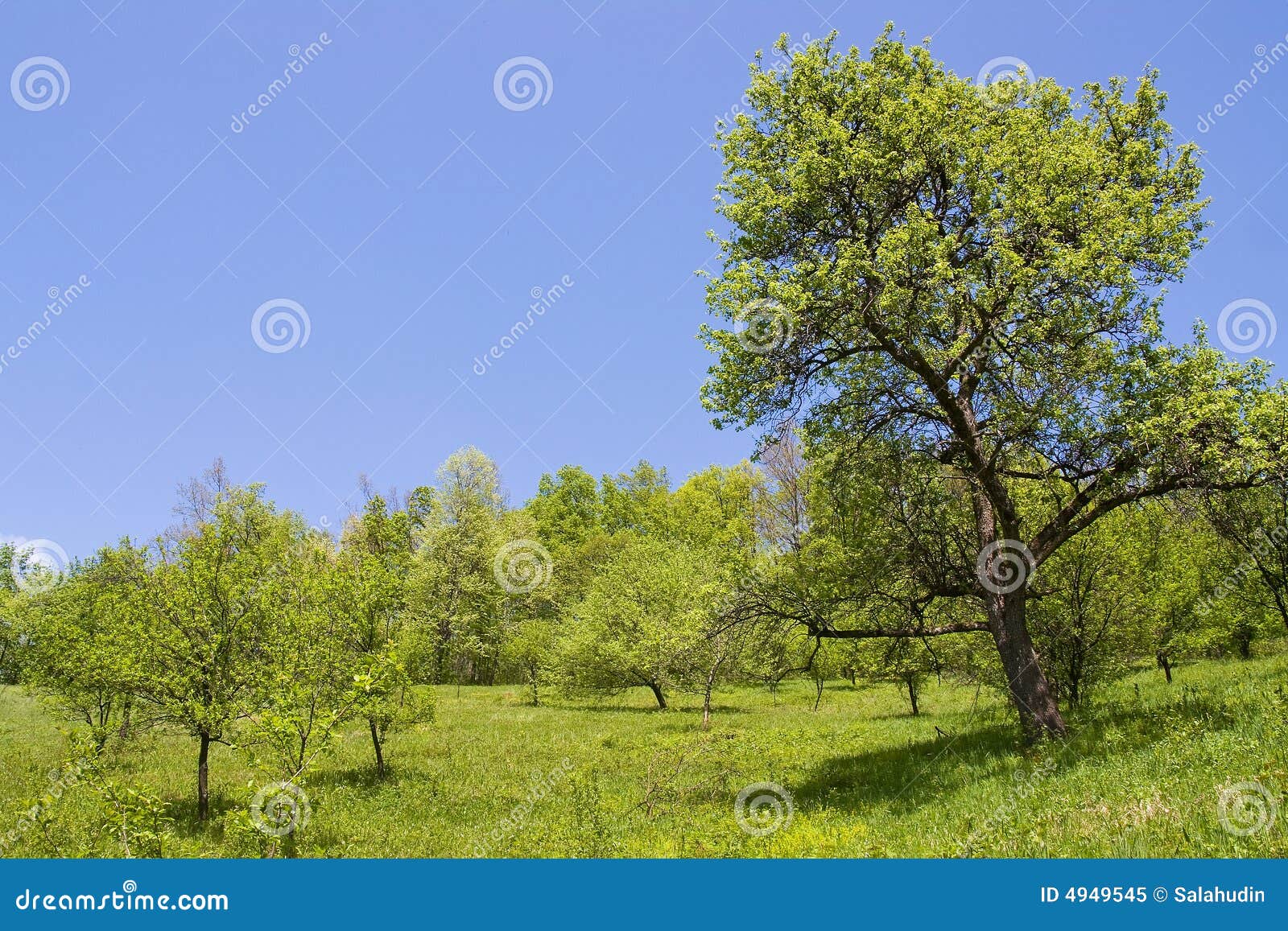 Trees in the orchard stock image. Image of greens, circle - 4949545