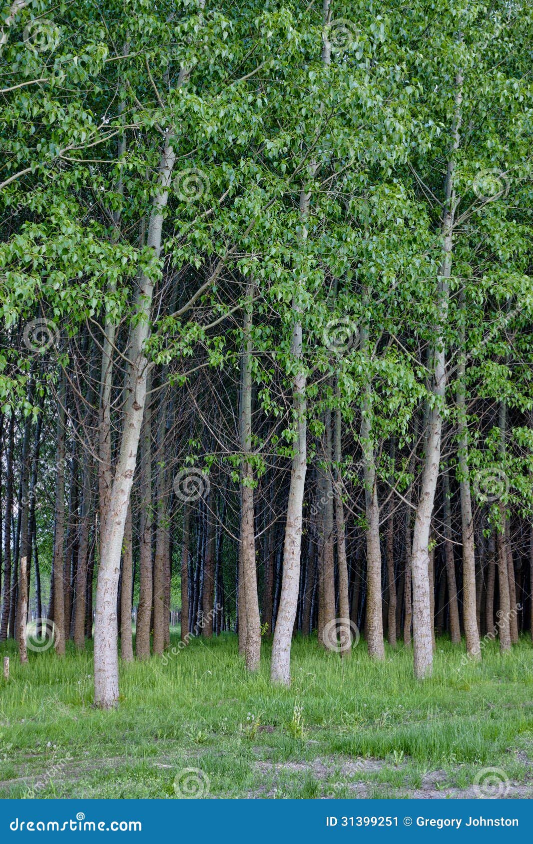 Trees in orchard. stock image. Image of season, grow - 31399251