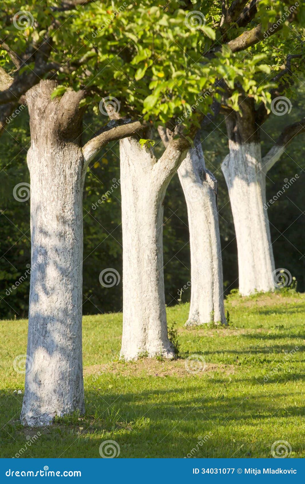 Trees in orchard stock image. Image of plant, orchard - 34031077