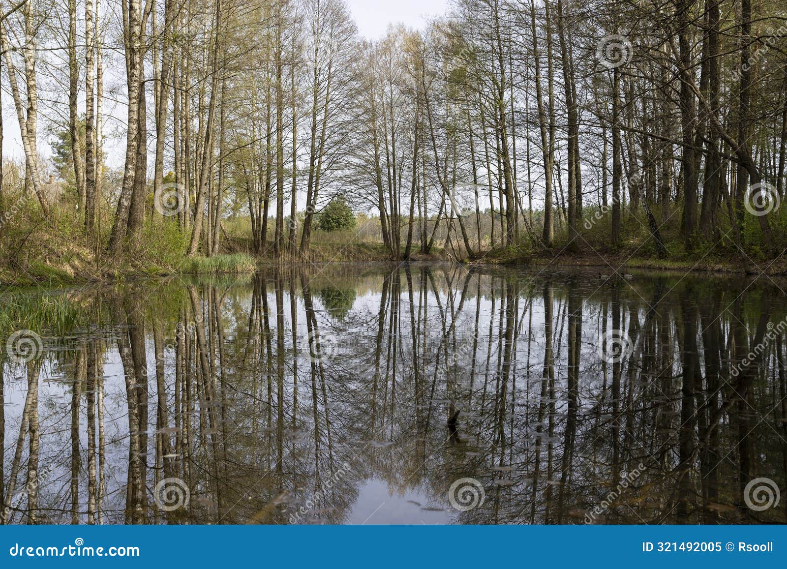 Trees and Other Plants on the Territory of a Small Swamp Stock Image ...