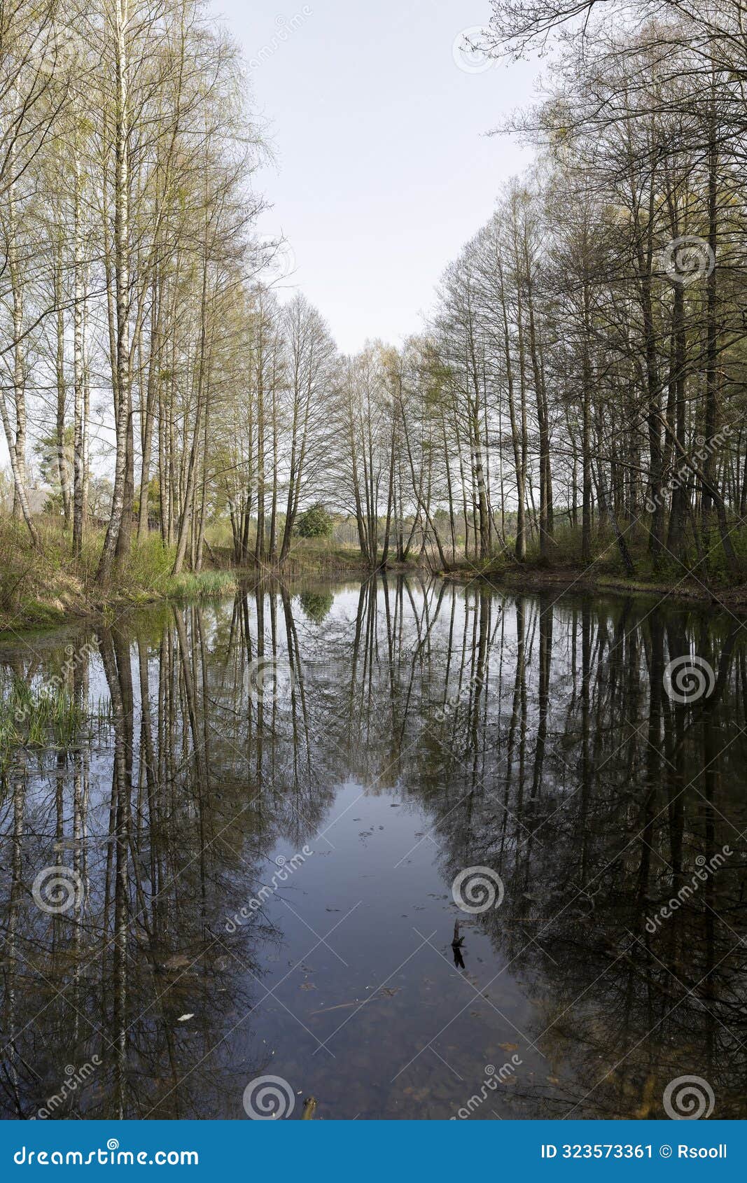 Trees and Other Plants on the Territory of a Small Swamp Stock Image ...