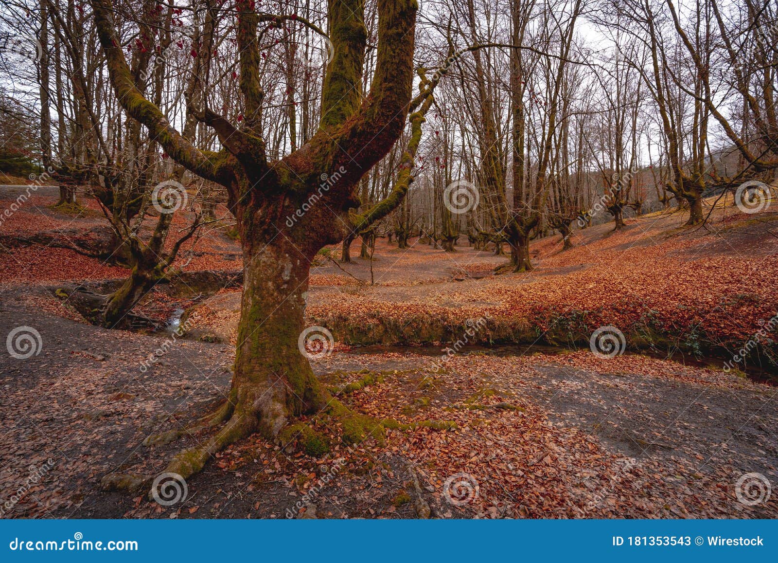 Trees of the Otzarreta Forest of the Basque Country Stock Image - Image ...