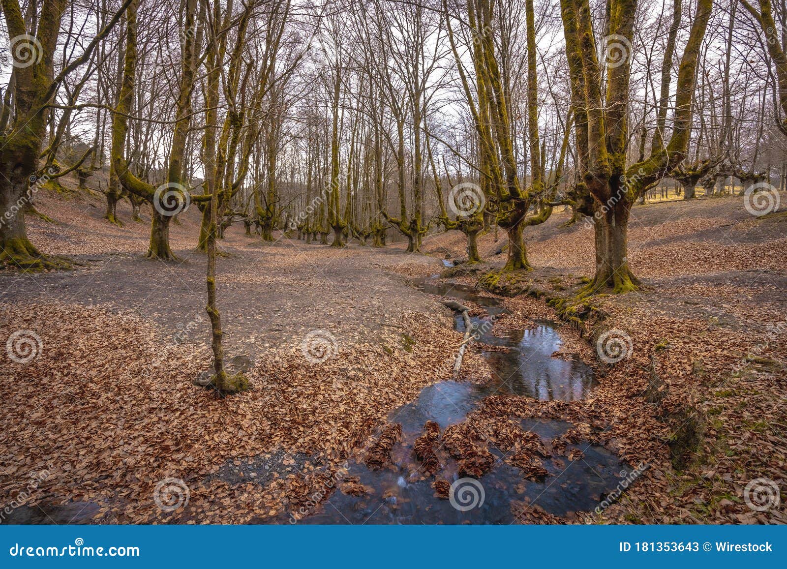 Trees of the Otzarreta Forest in Basque Country Stock Image - Image of ...