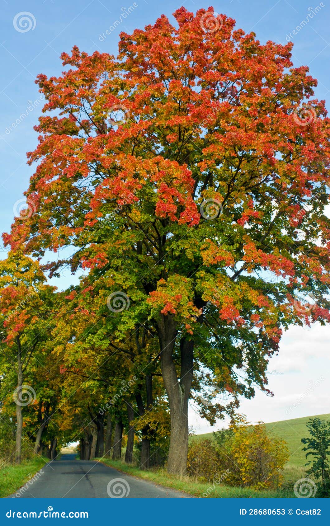 Trees Over the Country Road during the Autumn Stock Image - Image of ...
