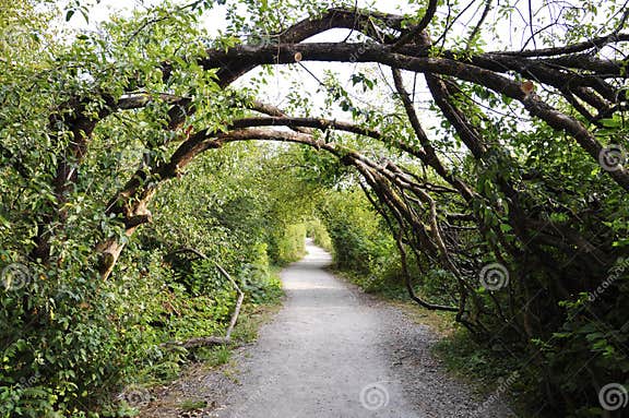 Trees over forest path stock photo. Image of light, background - 10383266