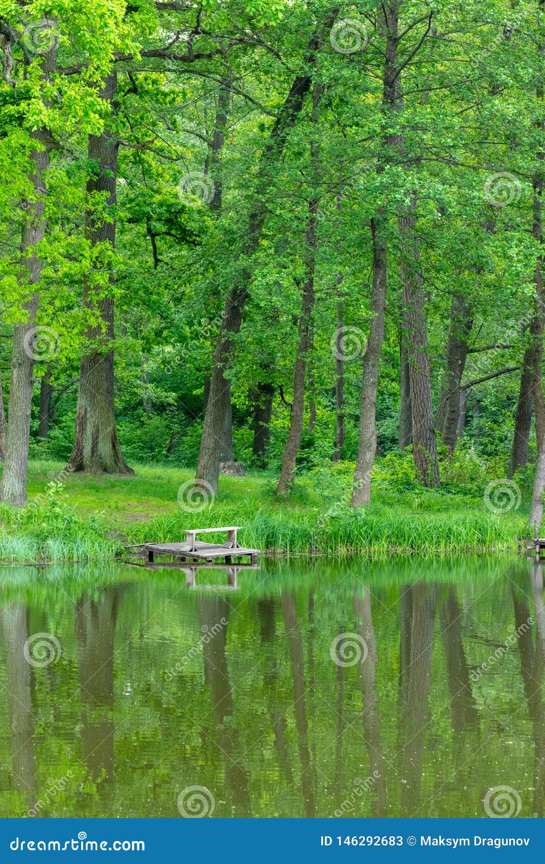 Trees over lake stock image. Image of reflection, tree - 146292683