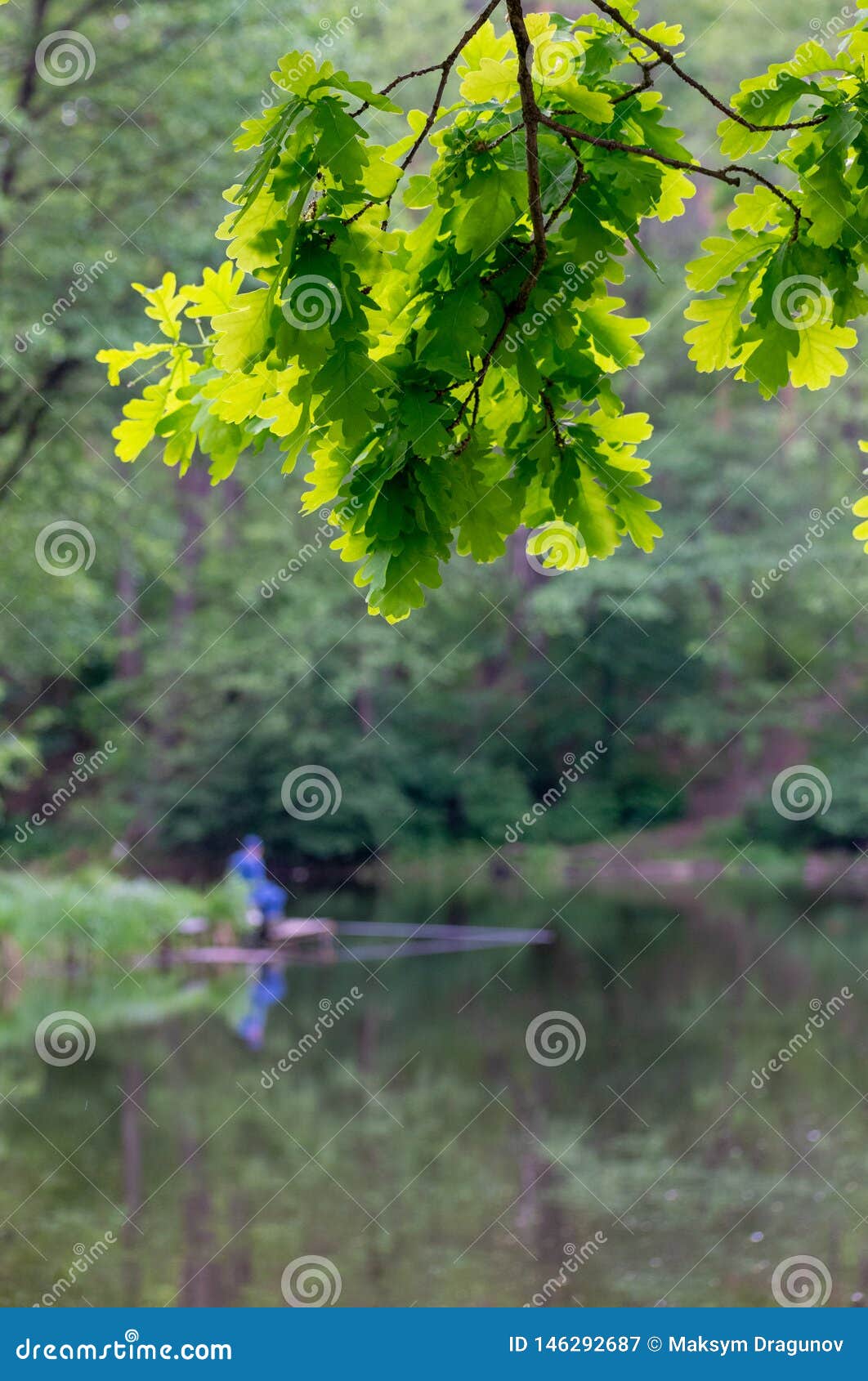 Trees over lake stock image. Image of leaves, coast - 146292687