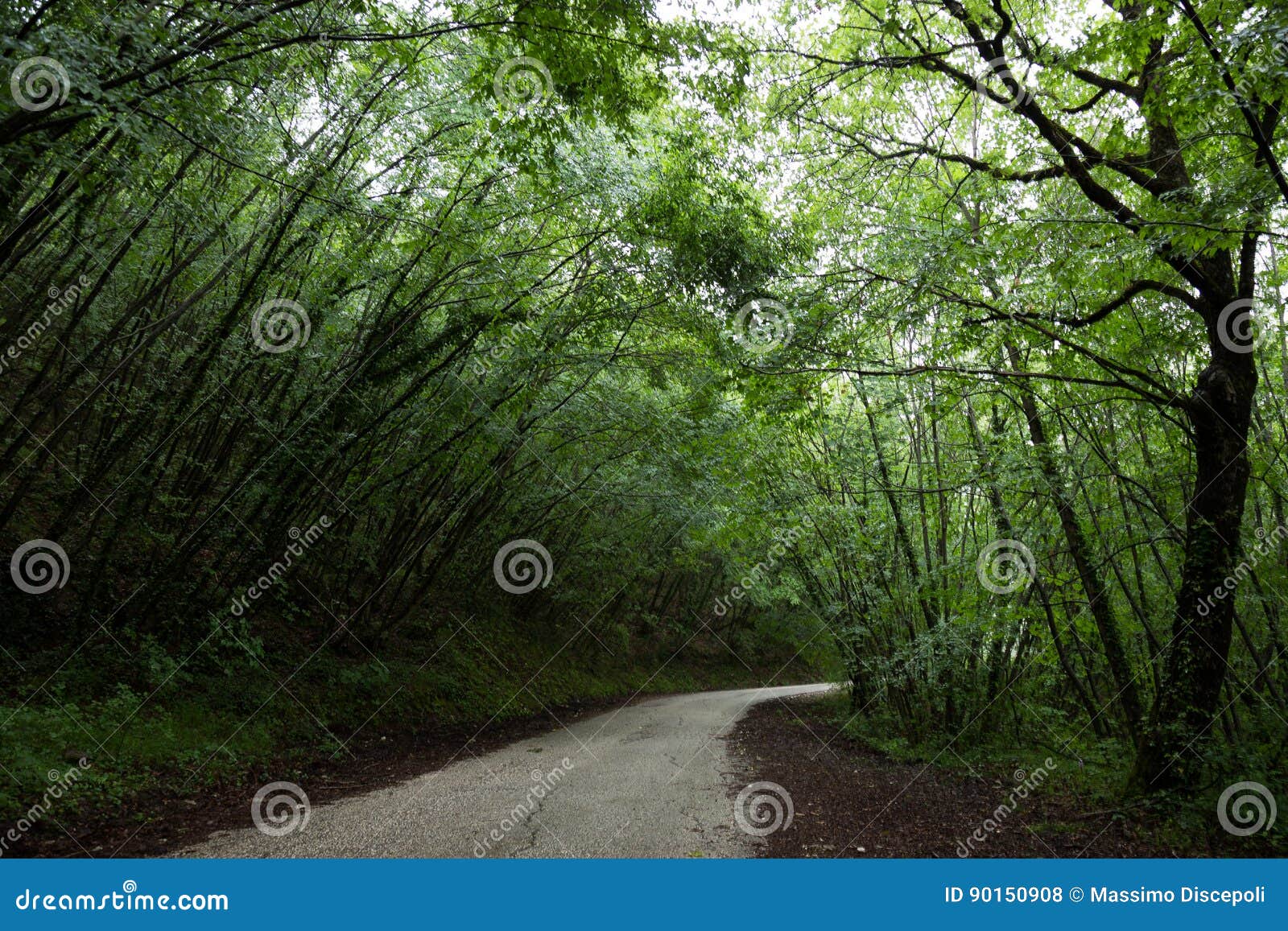 Trees over a road stock photo. Image of countryside, beauty - 90150908