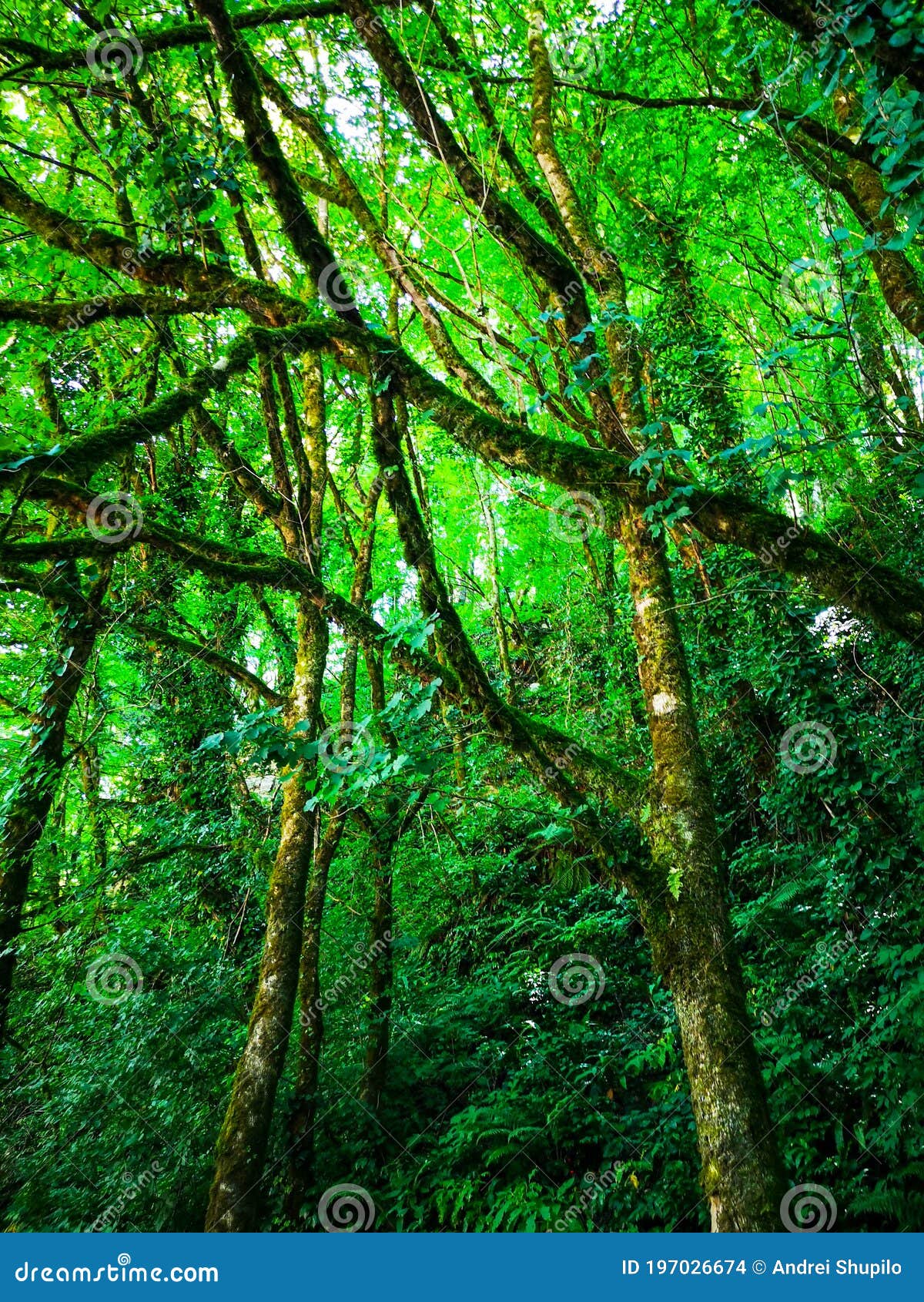 Trees Overgrown with Greenery in the Forest Stock Photo - Image of ...