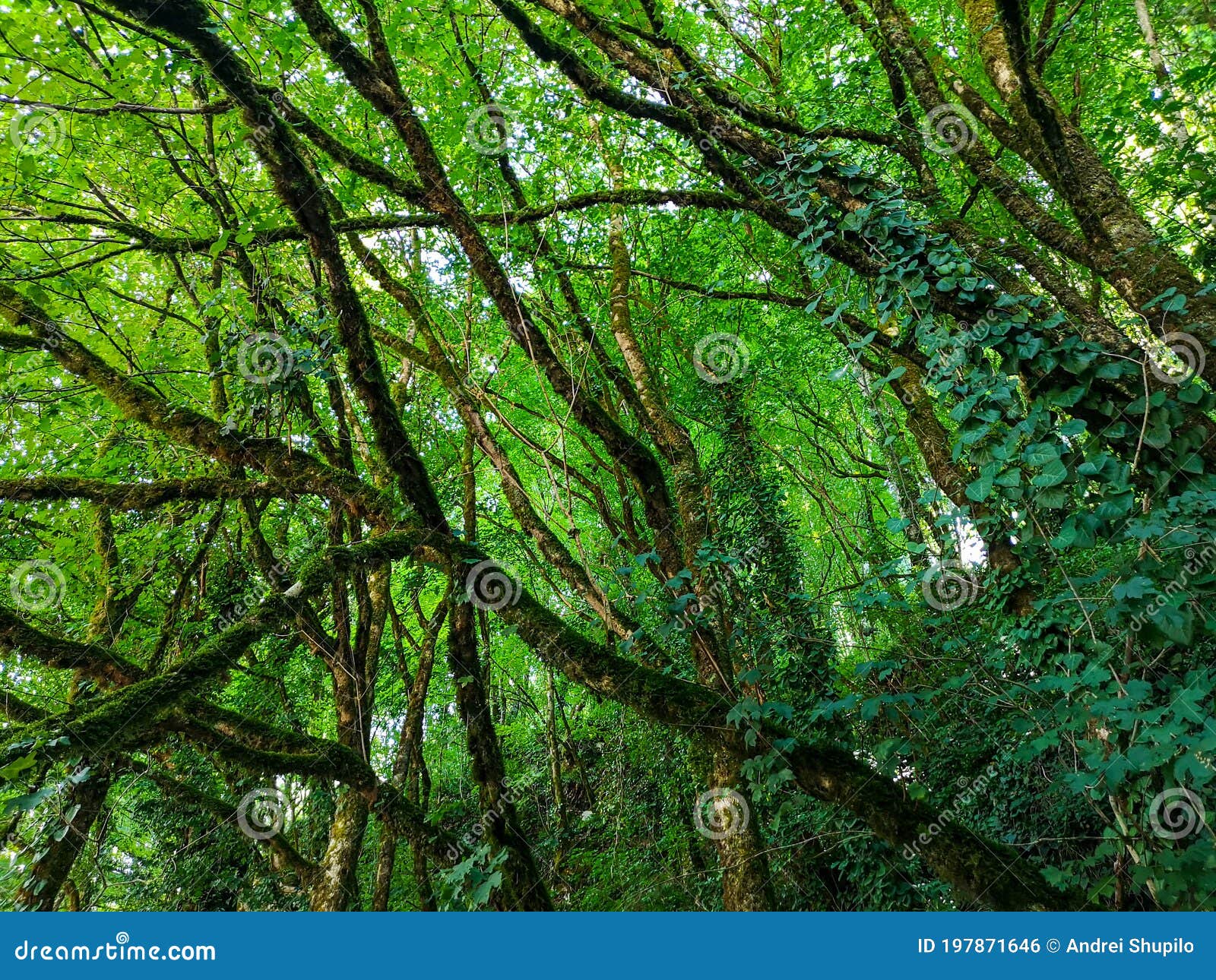Trees Overgrown with Greenery in the Forest Stock Photo - Image of ...