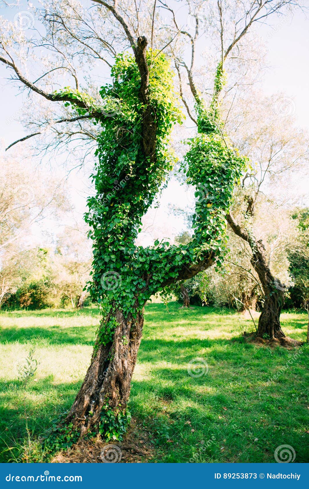 Trees Overgrown with Ivy. Texture of Wild Plants Stock Image - Image of ...