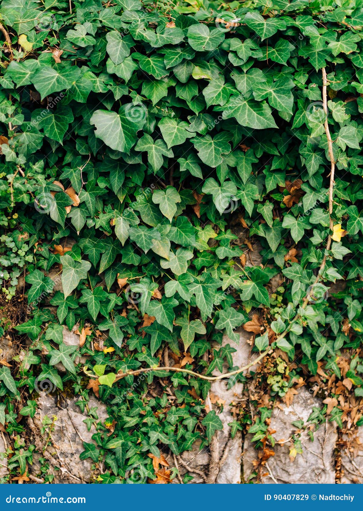 Trees Overgrown with Ivy. Texture of Wild Plants Stock Image - Image of ...
