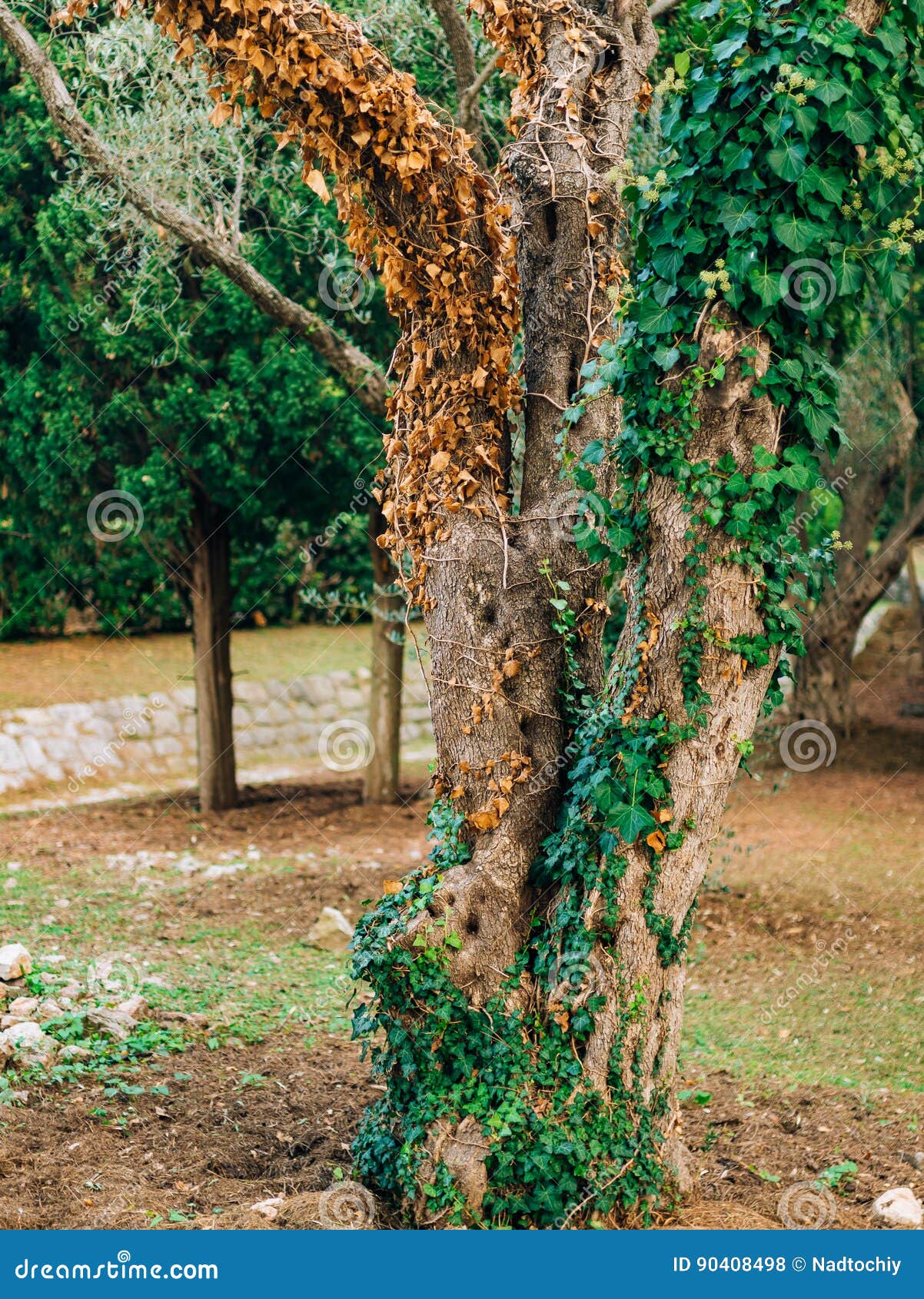 Trees Overgrown with Ivy. Texture of Wild Plants Stock Photo - Image of ...