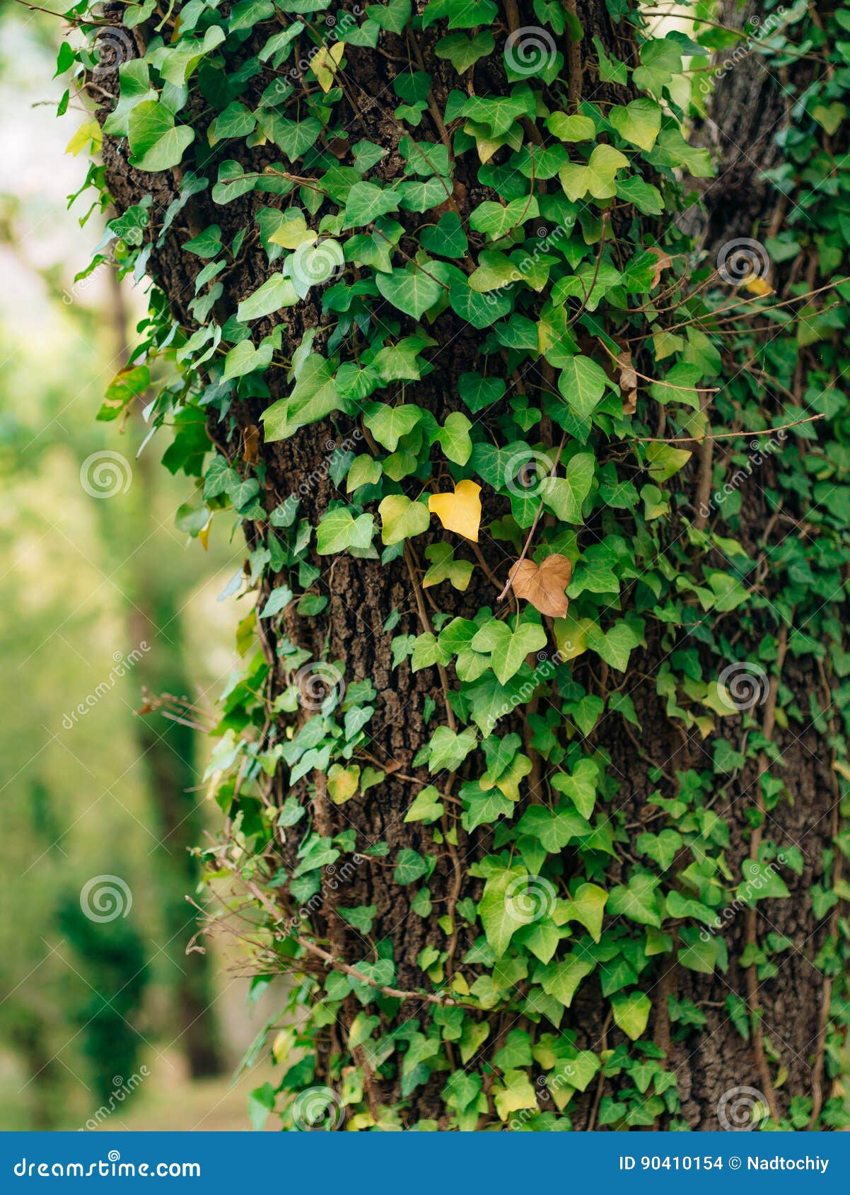 Trees Overgrown with Ivy. Texture of Wild Plants Stock Photo - Image of ...