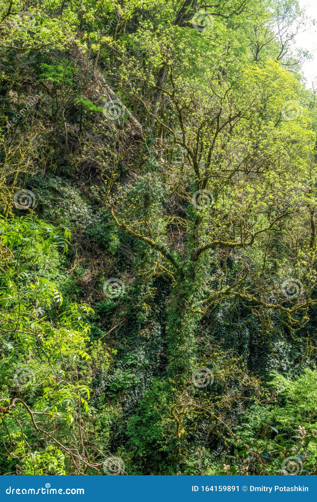 Trees Overgrown with Moss in a Dense Forest are Lit by the Sun Stock ...