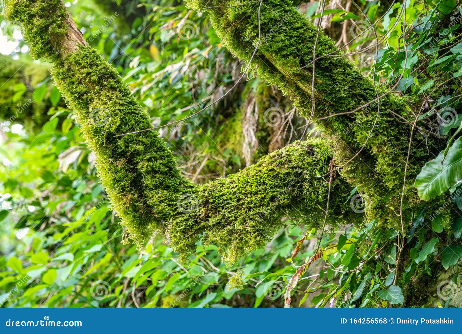Trees Overgrown with Moss in a Dense Forest are Lit by the Sun Stock ...