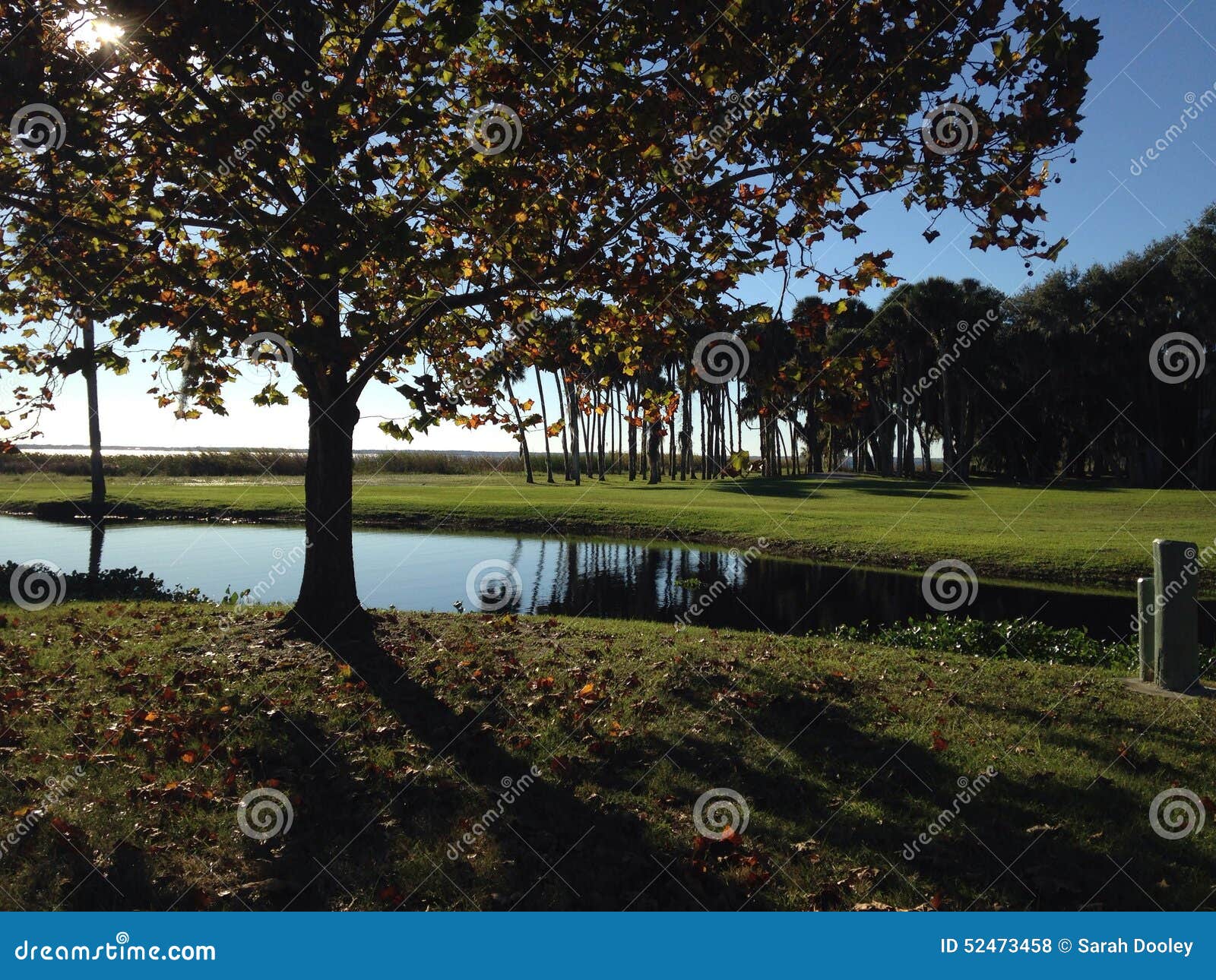 Trees overlooking lake stock photo. Image of tree, lake - 52473458