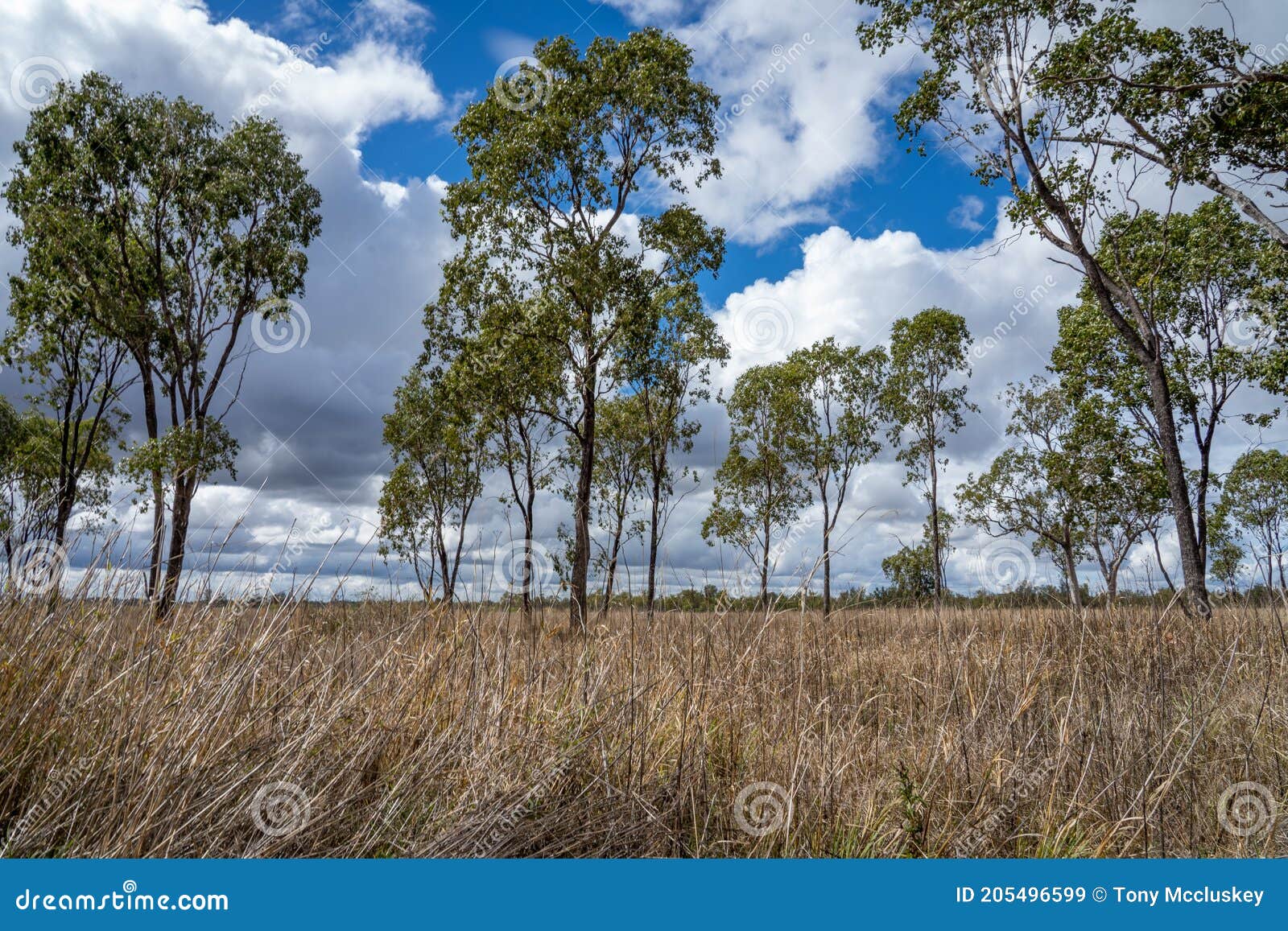 Trees in a Paddock with Clouds in the Background Stock Image - Image of ...