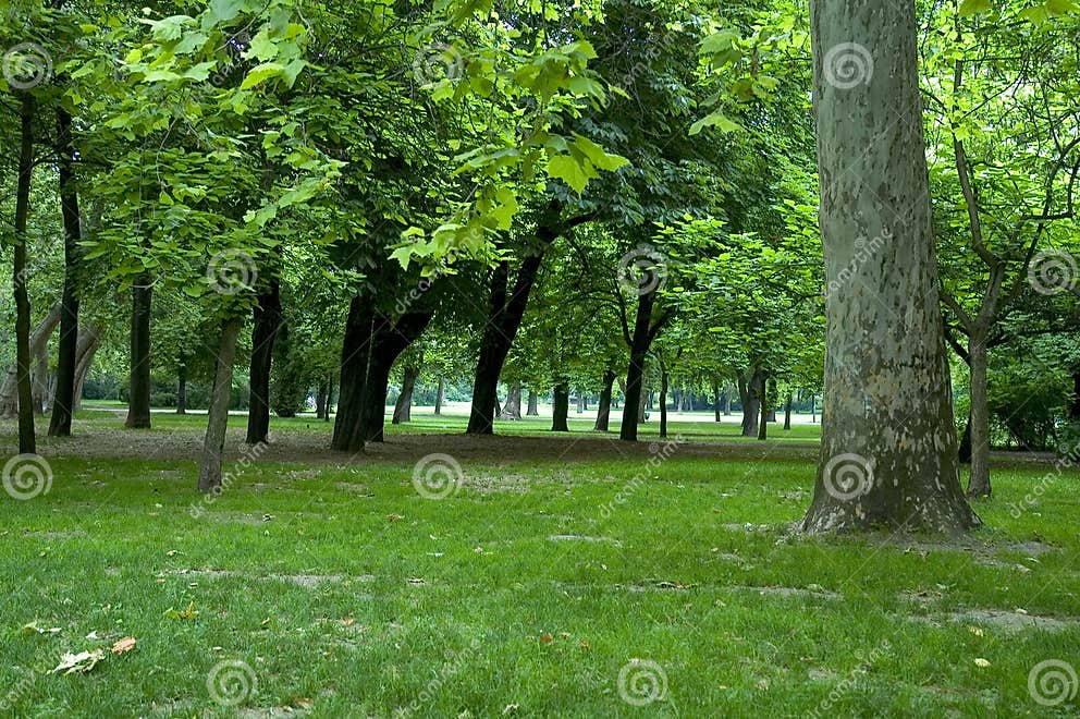 Trees in park 1 stock image. Image of nature, pattern, grass - 287457