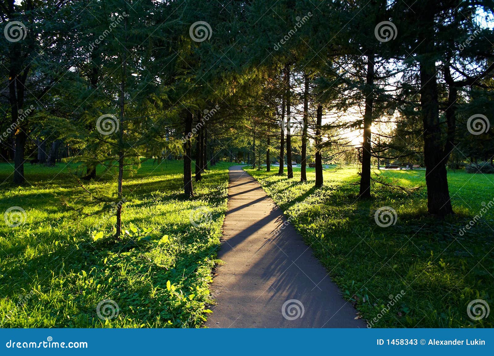 Trees in the park stock image. Image of park, shade, rays - 1458343