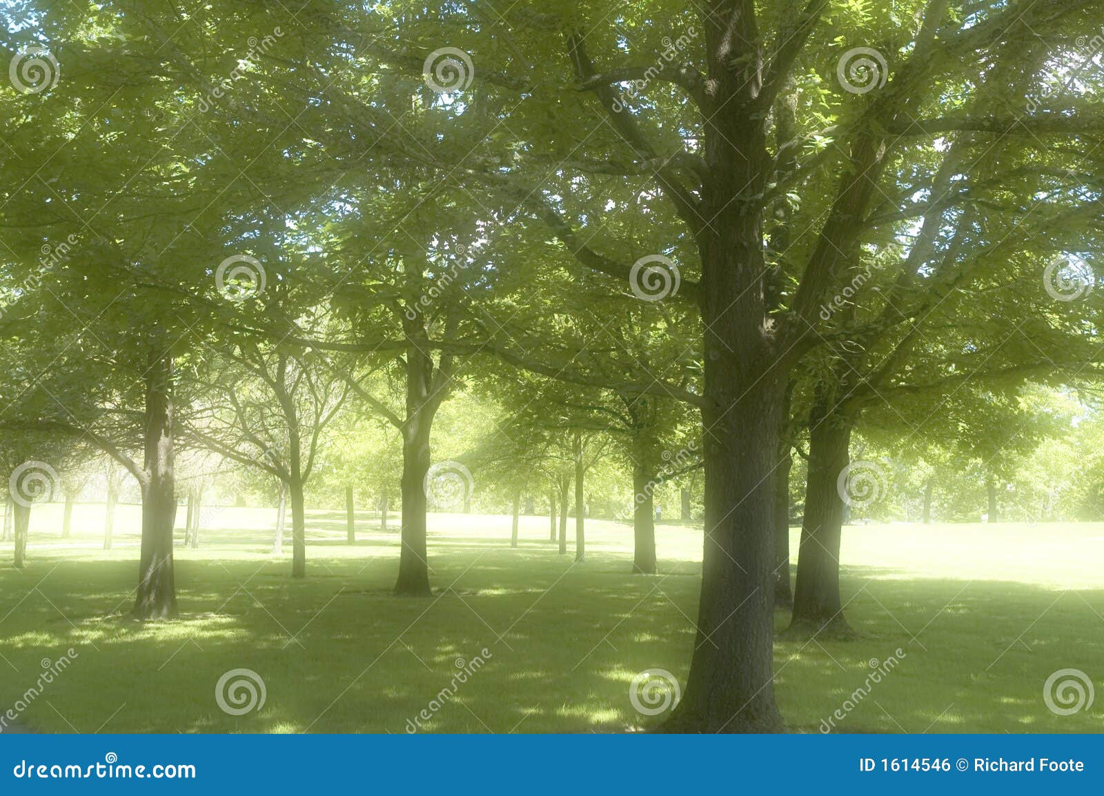 Trees in a Park stock photo. Image of grassy, plants, serene - 1614546