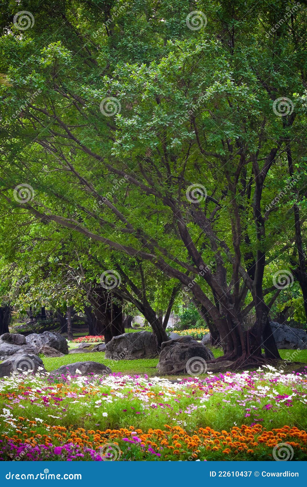 Trees in the Park stock image. Image of closeup, park - 22610437