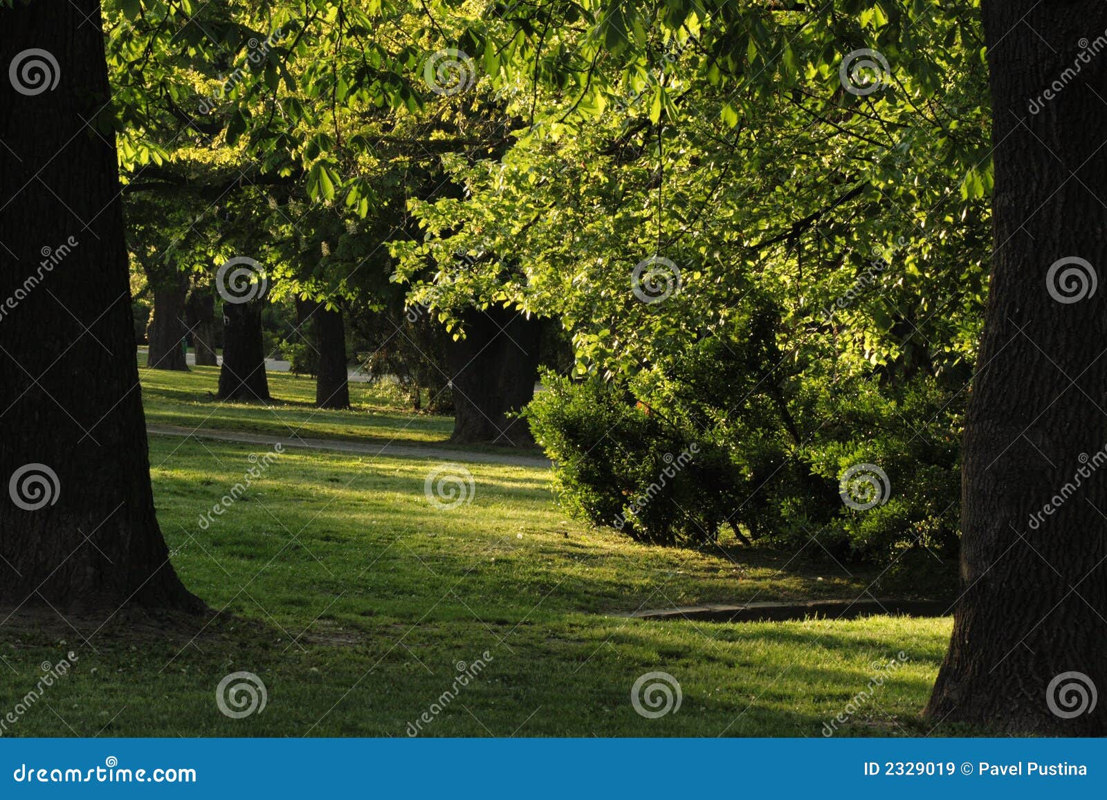 Trees In The Park Picture. Image: 2329019
