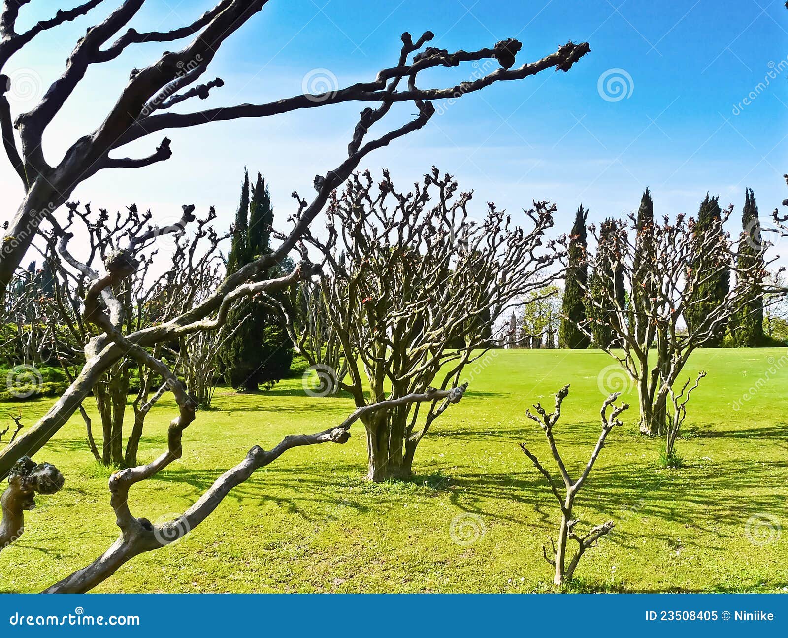 Trees in the park stock image. Image of beautiful, lifestyle - 23508405
