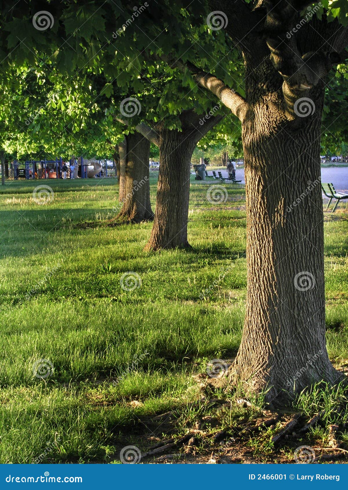 Trees in the Park stock image. Image of trees, park, allergic - 2466001