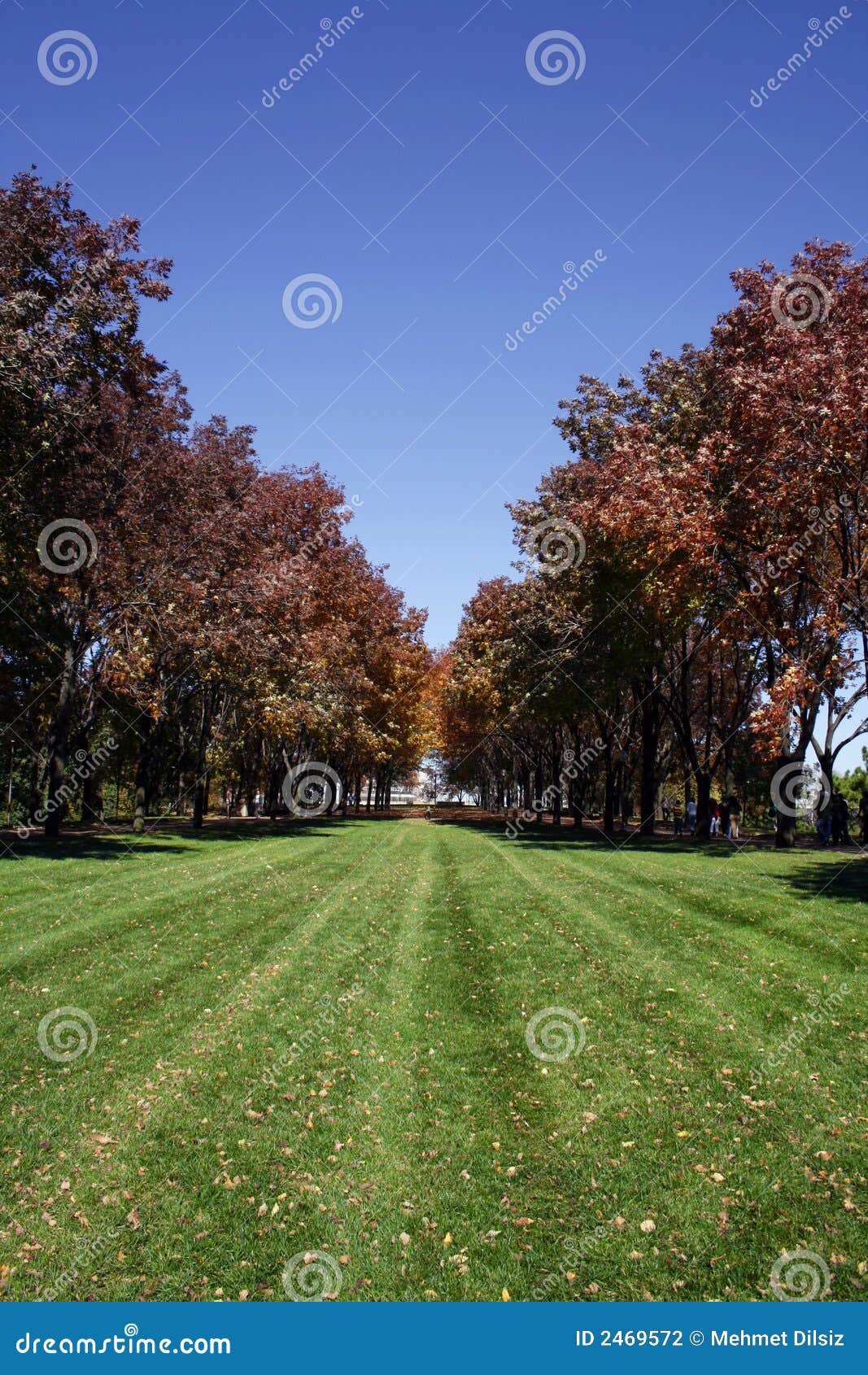 Trees in a Park stock photo. Image of leaves, outdoors - 2469572