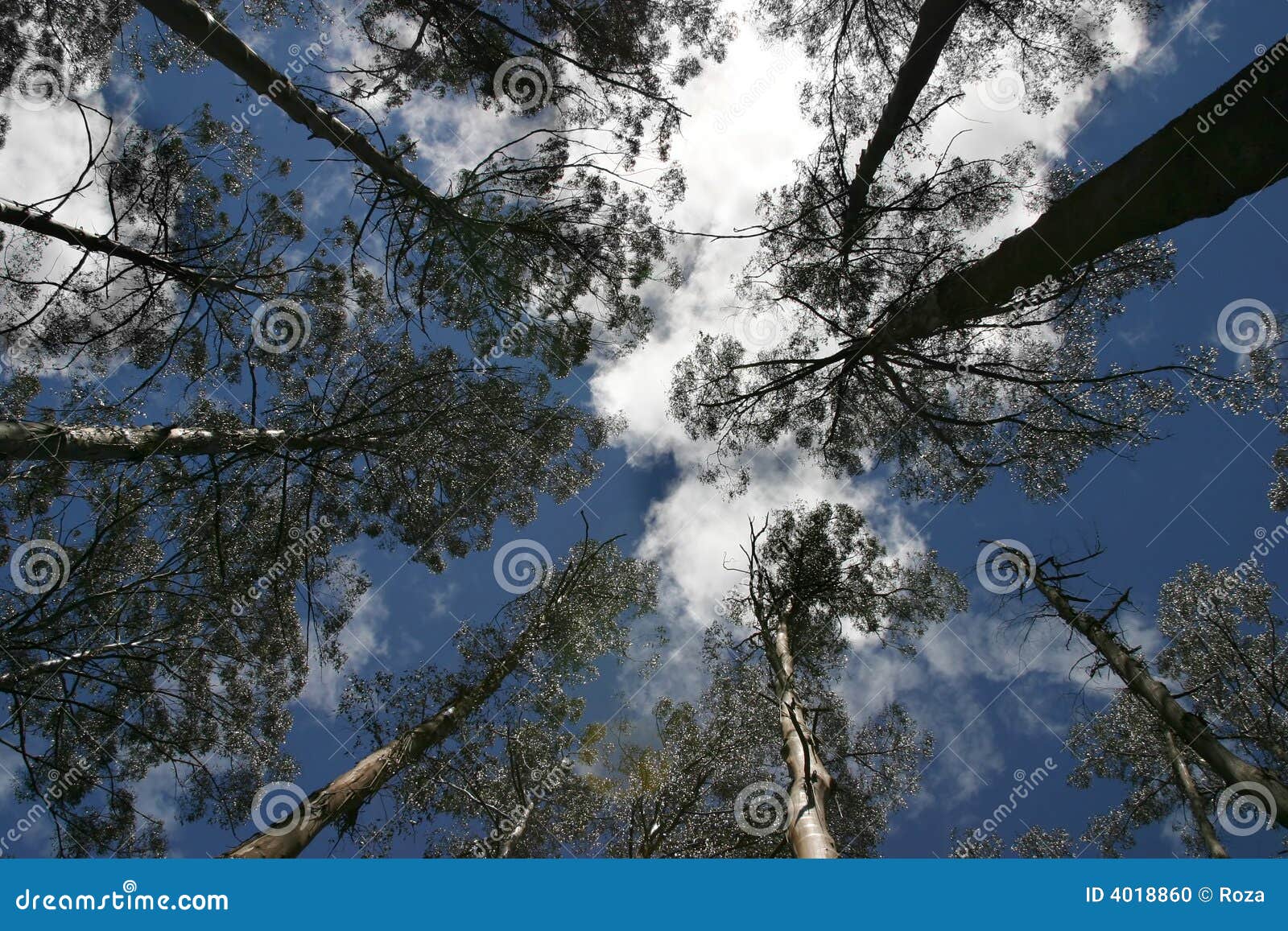 Trees in the park stock photo. Image of rural, australian - 4018860