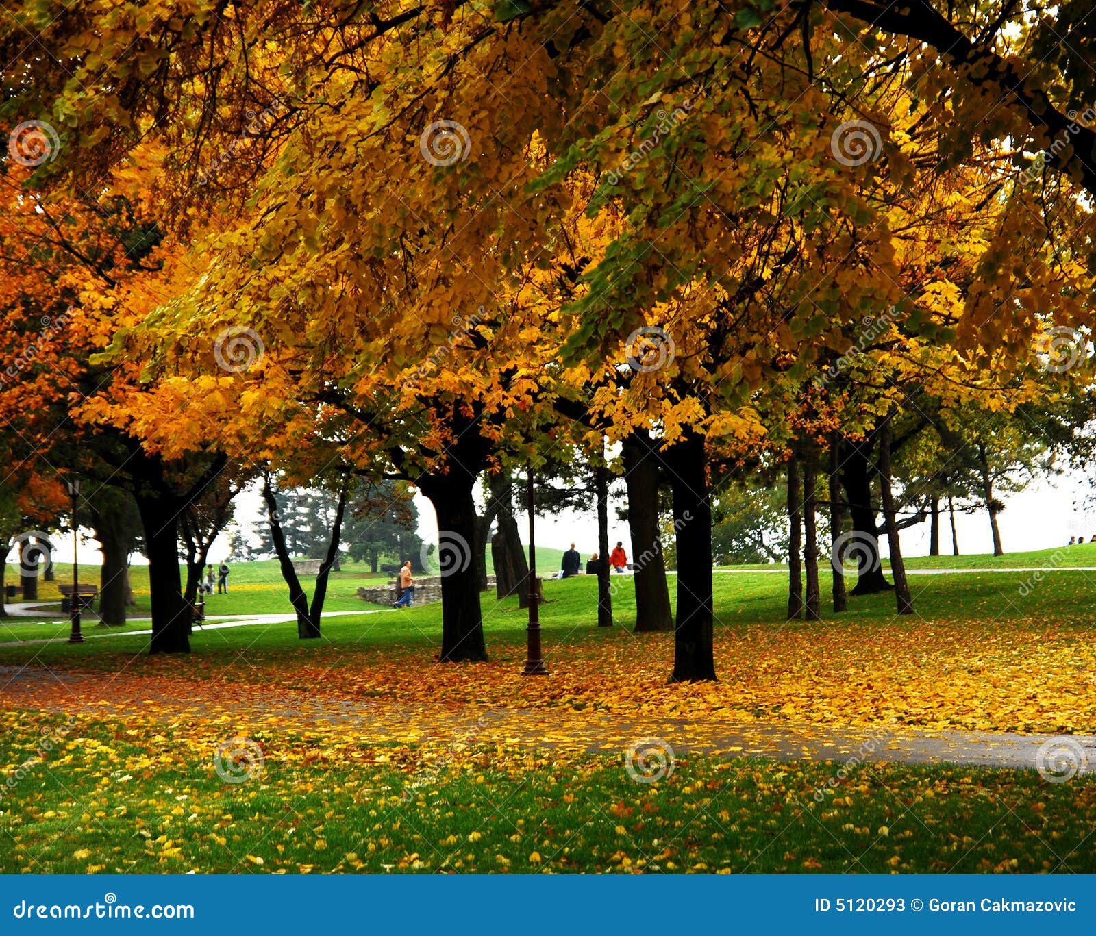 Trees at the park stock image. Image of beauty, branches - 5120293