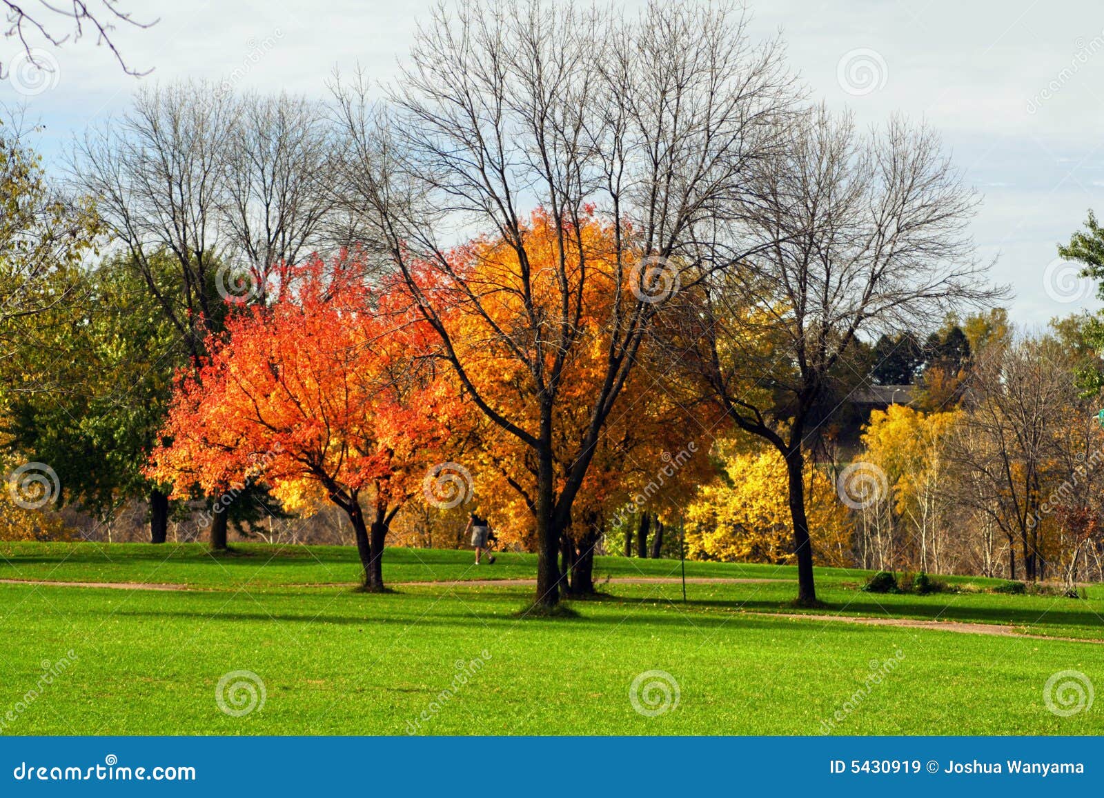 Trees at a park stock image. Image of environment, early - 5430919