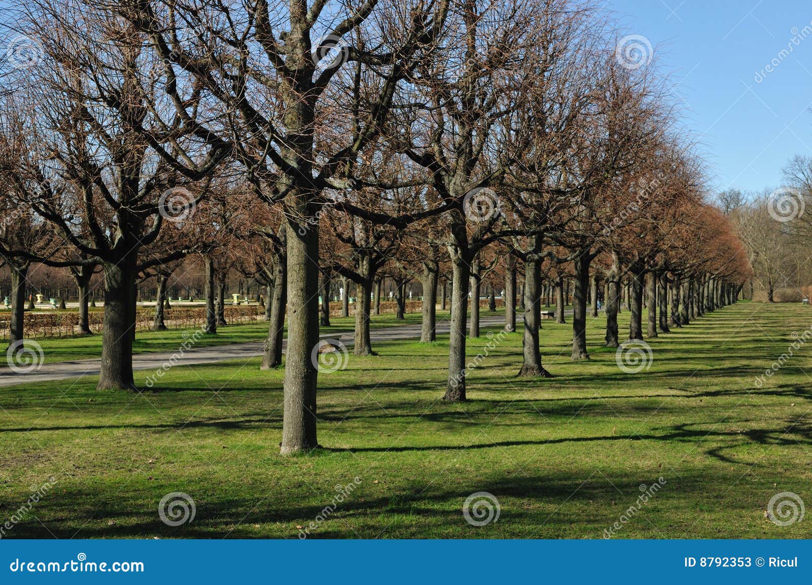 Trees in a park stock image. Image of spring, promenade - 8792353