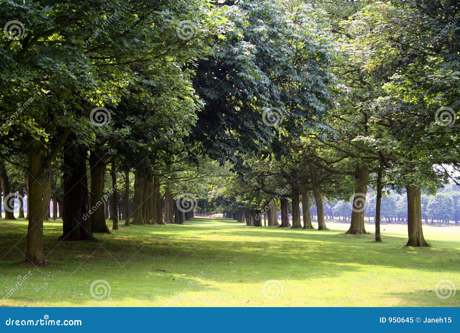 Trees in park stock image. Image of shapes, nature, seasons - 950645