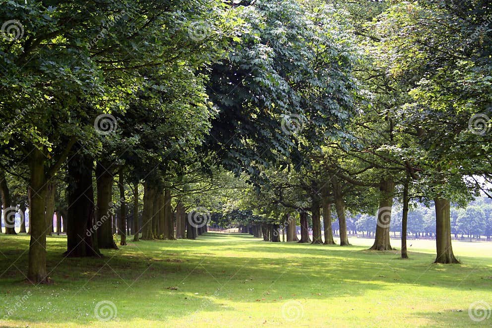 Trees in park stock image. Image of shapes, nature, seasons - 950645