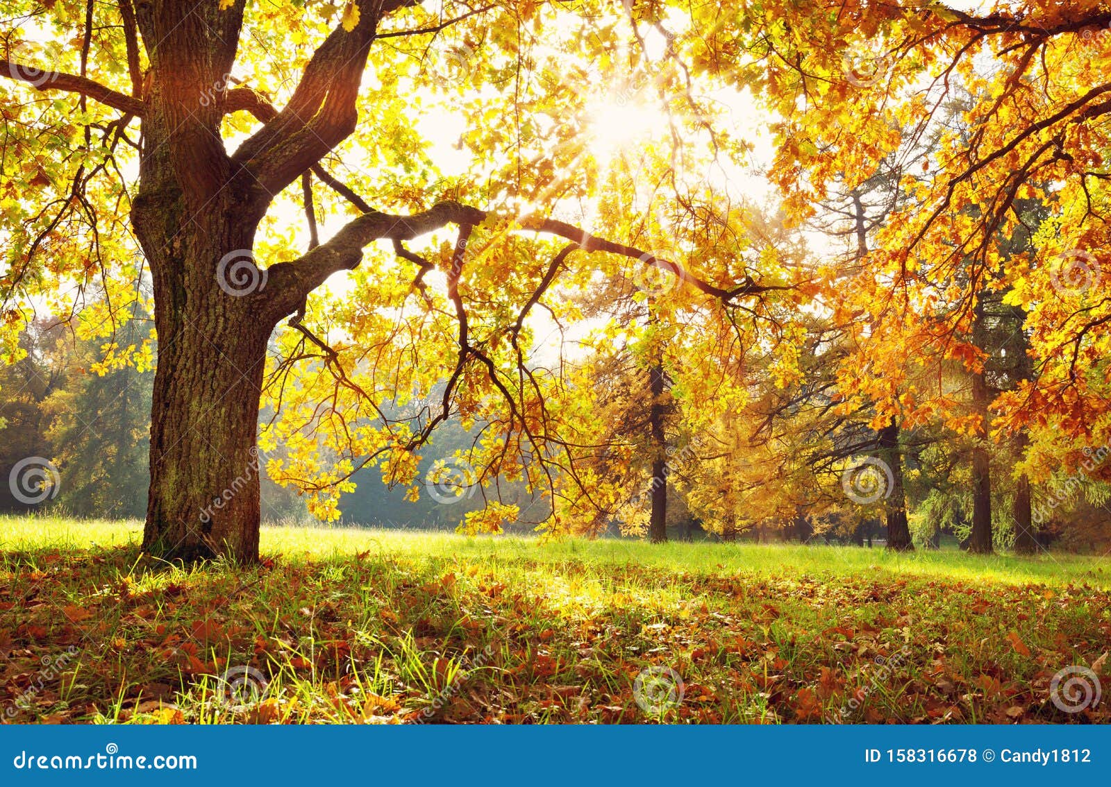 Trees in the Park in Autumn on Sunny Day Stock Photo - Image of morning ...