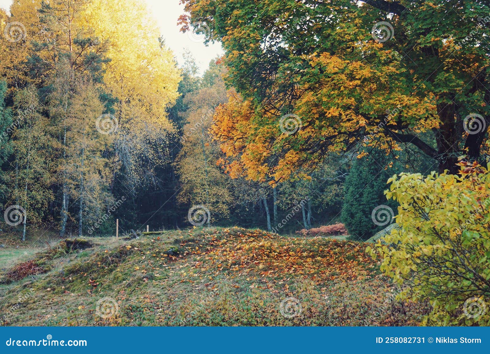 Trees in Park during Autumn Stock Image - Image of autumn, green: 258082731