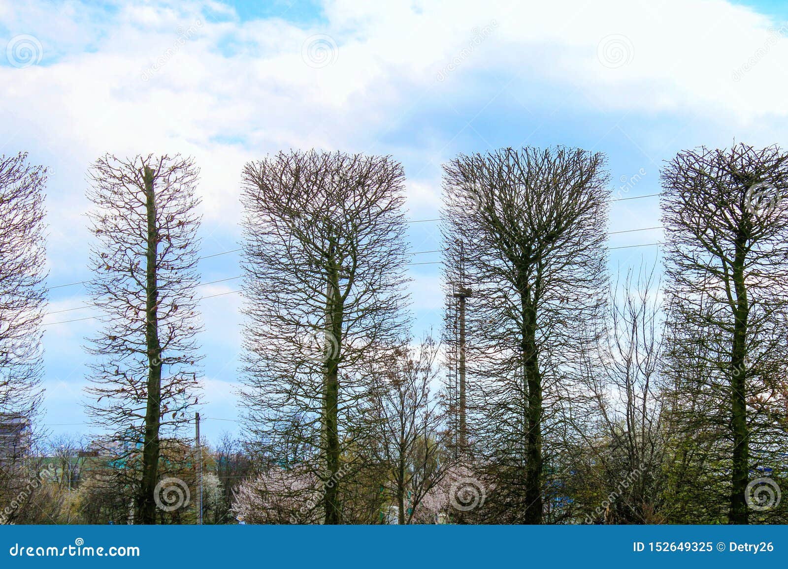 Trees in the Park on the Background Blue Sky Trimmed in the Shape of a ...